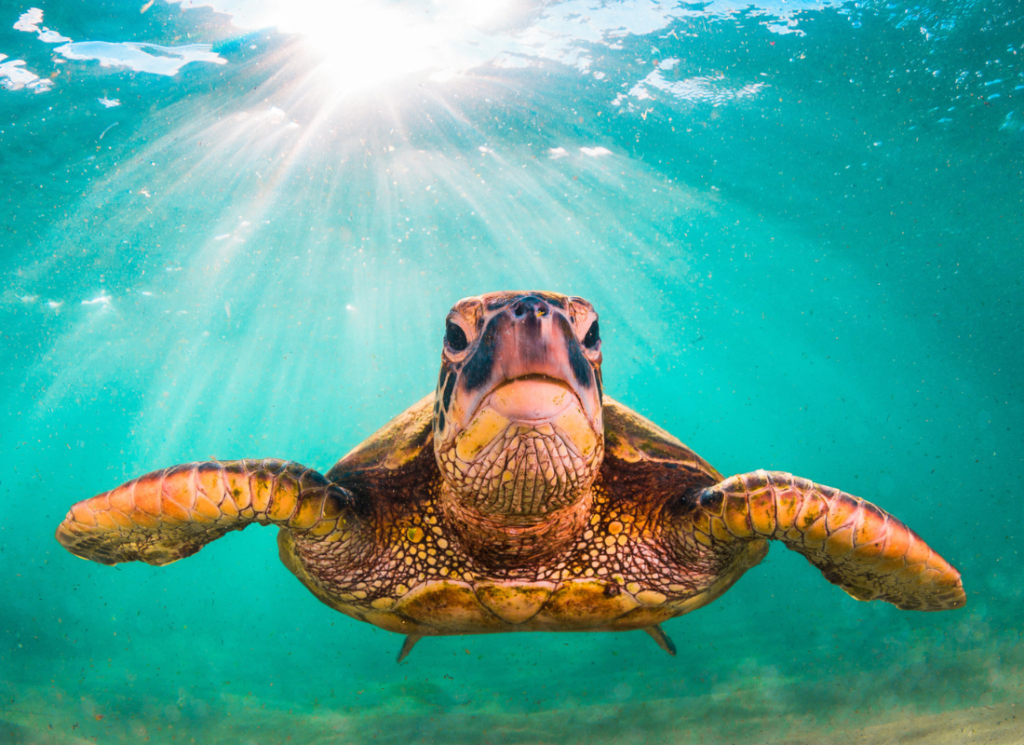 What does a turtle symbolize? - The Happy Turtle Straw