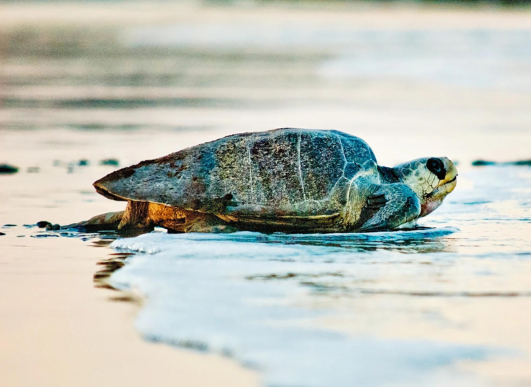 What are the characteristics of sea turtles? - The Happy Turtle Straw