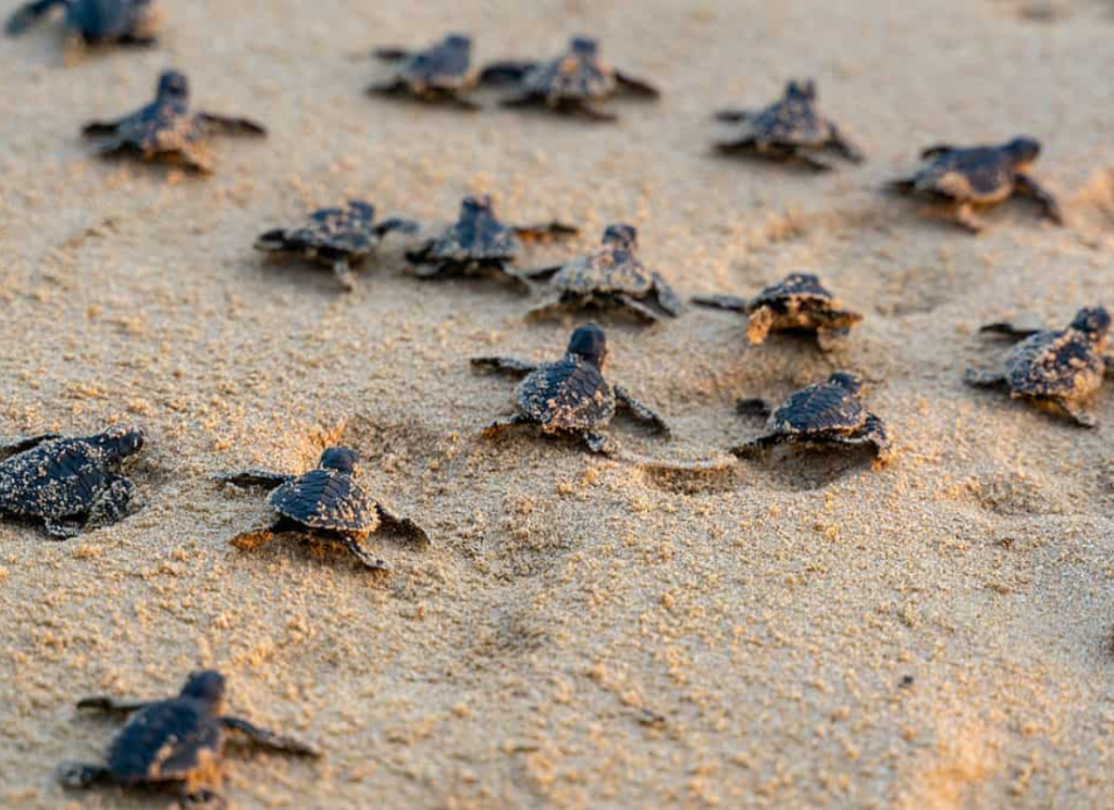 Sea Turtle Migration Patterns: Navigating the Ocean's Vastness - The ...