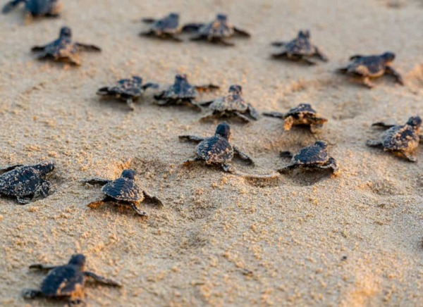Sea Turtle Migration Patterns: Navigating the Ocean's Vastness - The ...