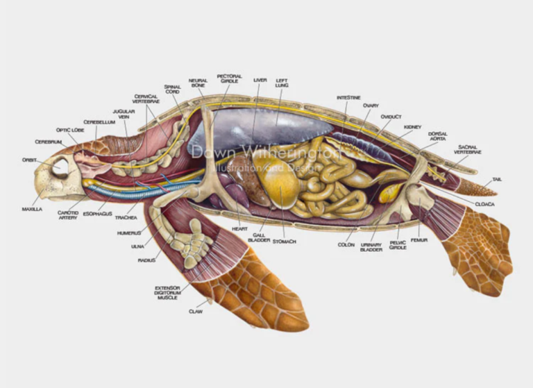 Sea Turtle Anatomy and Adaptations - The Happy Turtle Straw