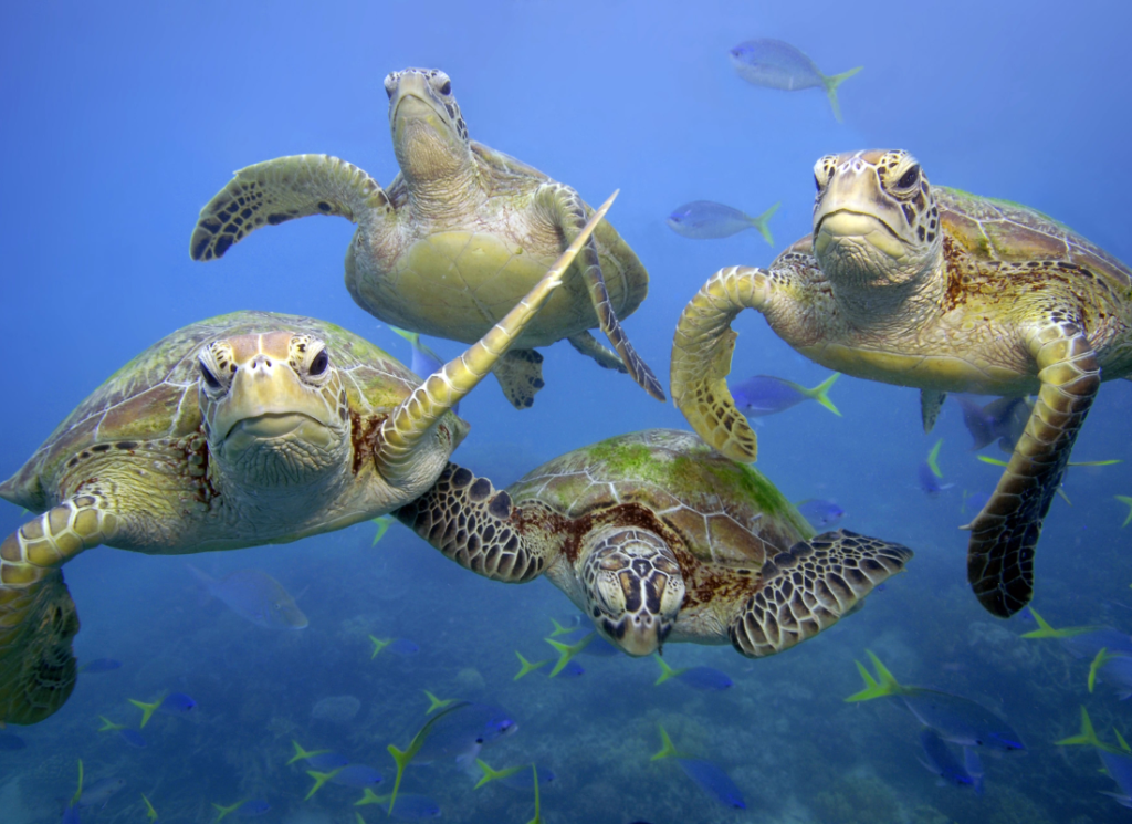 Sea Turtle Migration Patterns: Navigating the Ocean's Vastness - The ...