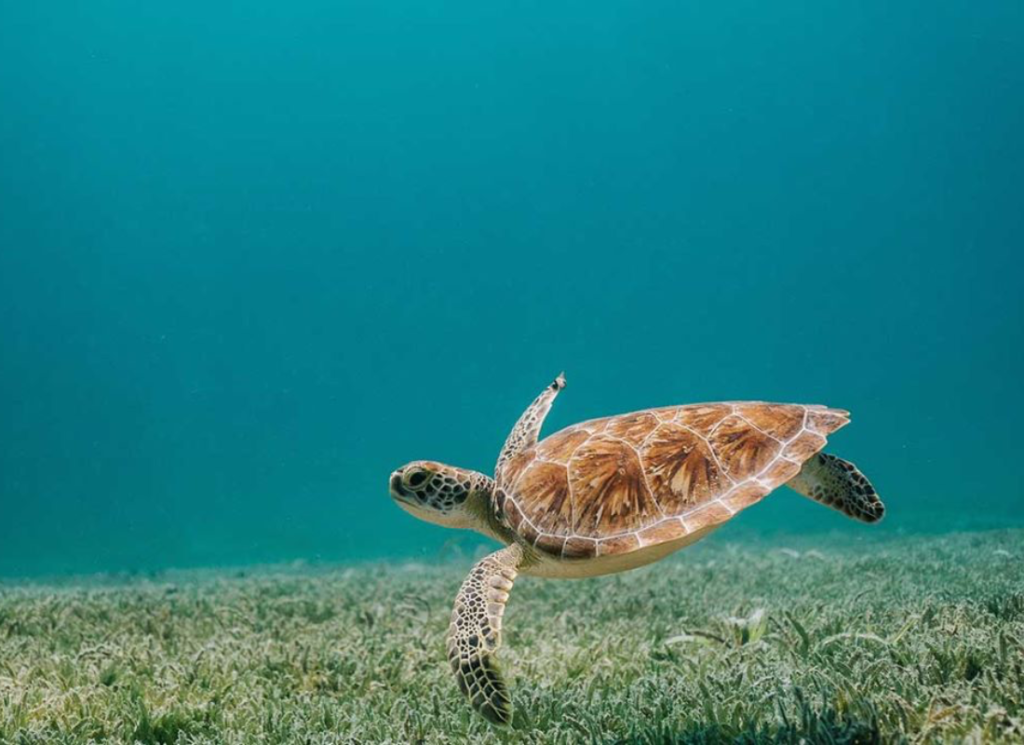 Educational Programs and Awareness Campaigns for Sea Turtles - The ...
