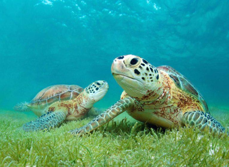 Sea Turtle Anatomy and Adaptations - The Happy Turtle Straw