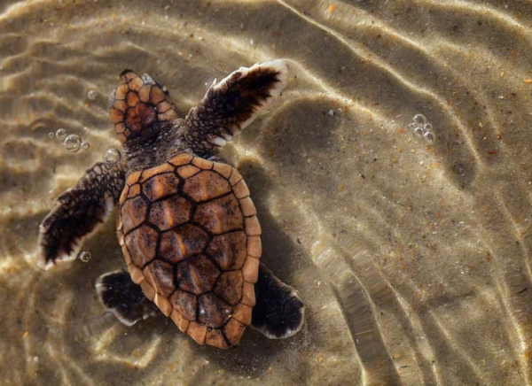 Sea Turtle Migration Patterns: Navigating the Ocean's Vastness - The ...