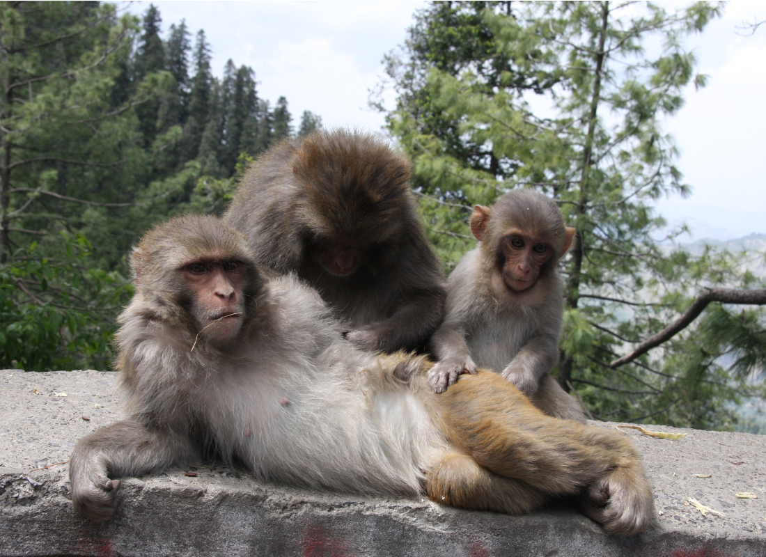 The Ripple Effect: Consequences of Animal Extinction in Ecosystems ...