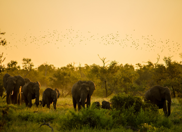 The Ripple Effect: Consequences of Animal Extinction in Ecosystems ...