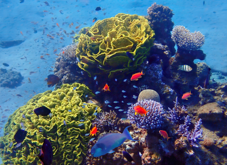 The Ripple Effect: Consequences of Animal Extinction in Ecosystems ...