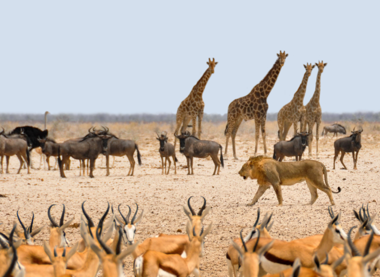 The Ripple Effect: Consequences of Animal Extinction in Ecosystems ...