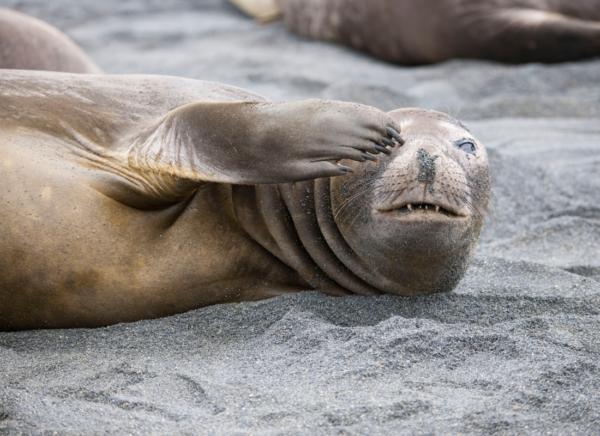 The Ripple Effect: Consequences of Animal Extinction in Ecosystems ...