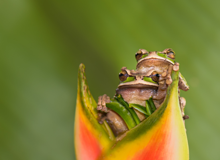 The Ripple Effect: Consequences of Animal Extinction in Ecosystems ...