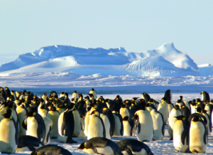 The Ripple Effect: Consequences of Animal Extinction in Ecosystems ...