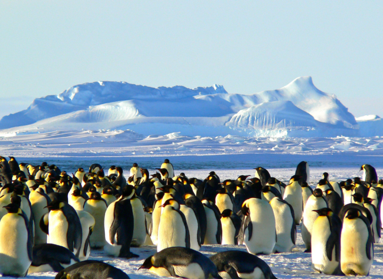 The Ripple Effect: Consequences of Animal Extinction in Ecosystems ...