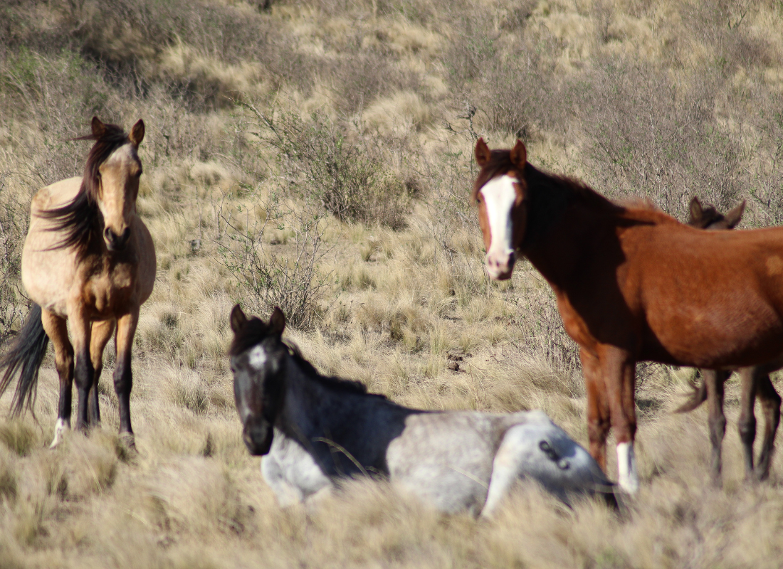 The Ripple Effect: Consequences of Animal Extinction in Ecosystems ...