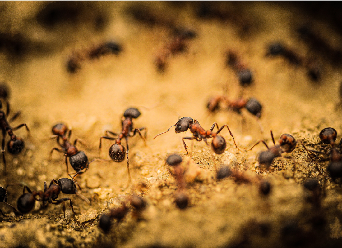 The Ripple Effect: Consequences of Animal Extinction in Ecosystems ...