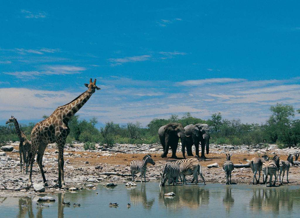 The Ripple Effect: Consequences of Animal Extinction in Ecosystems ...