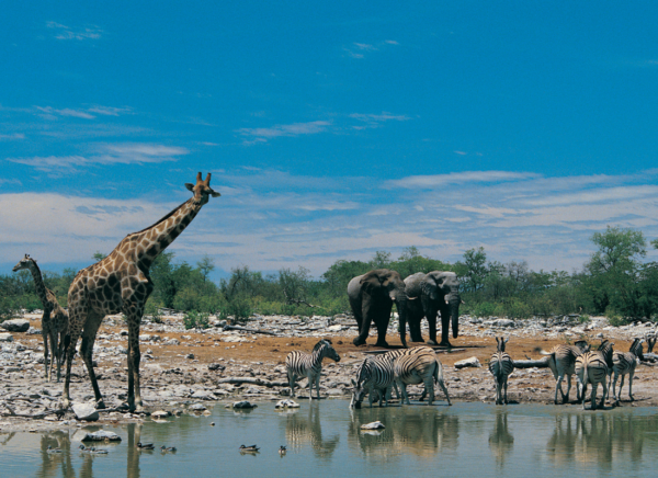 The Ripple Effect: Consequences of Animal Extinction in Ecosystems ...