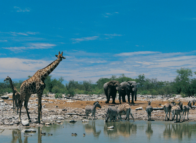 The Ripple Effect: Consequences of Animal Extinction in Ecosystems ...