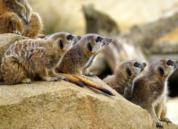 The Ripple Effect: Consequences of Animal Extinction in Ecosystems ...