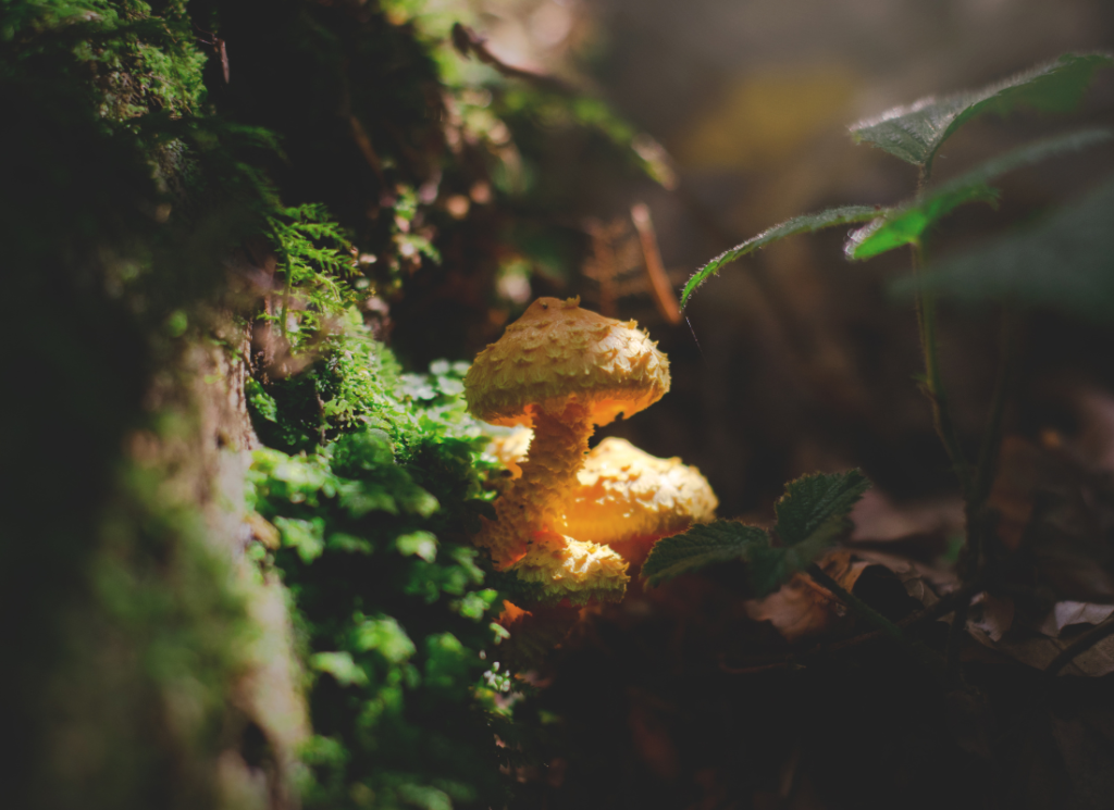 The Role of Fungi in Ecosystem Health and Regeneration - The Happy ...