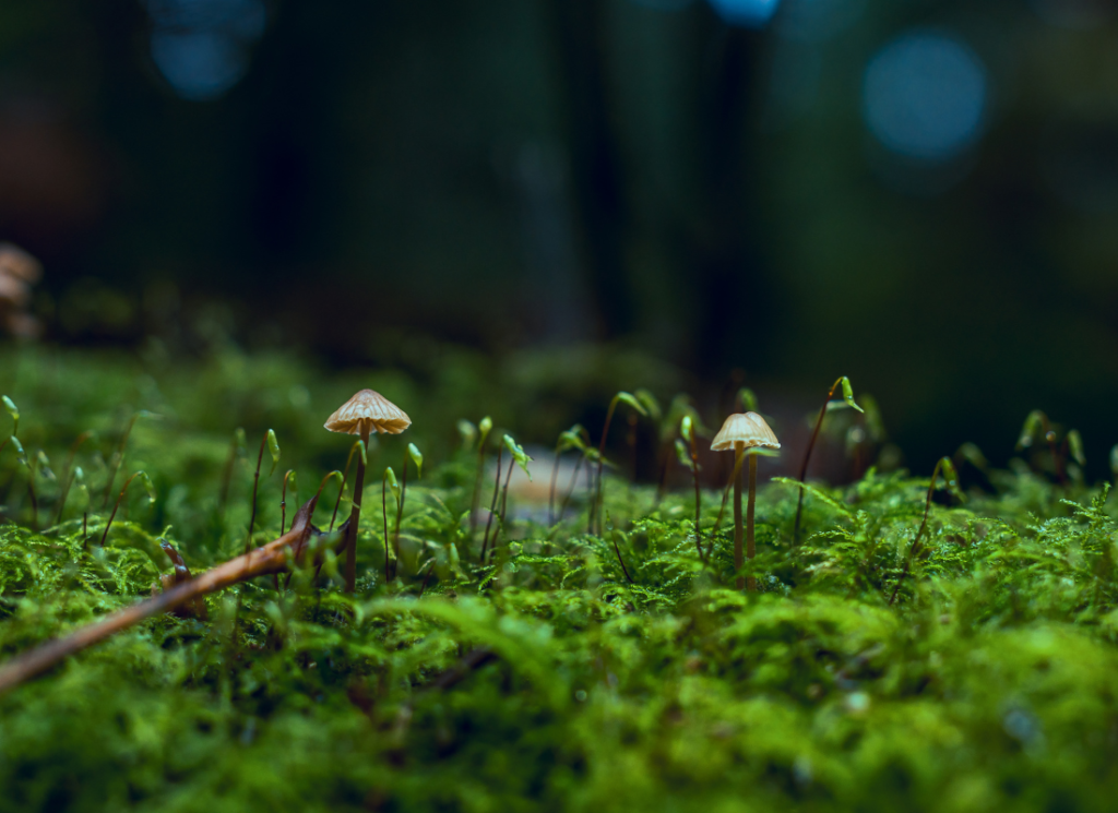 The Role of Fungi in Ecosystem Health and Regeneration - The Happy ...