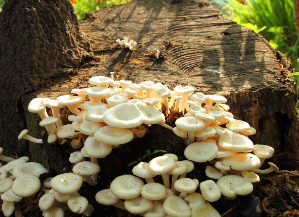 The Role of Fungi in Ecosystem Health and Regeneration - The Happy ...