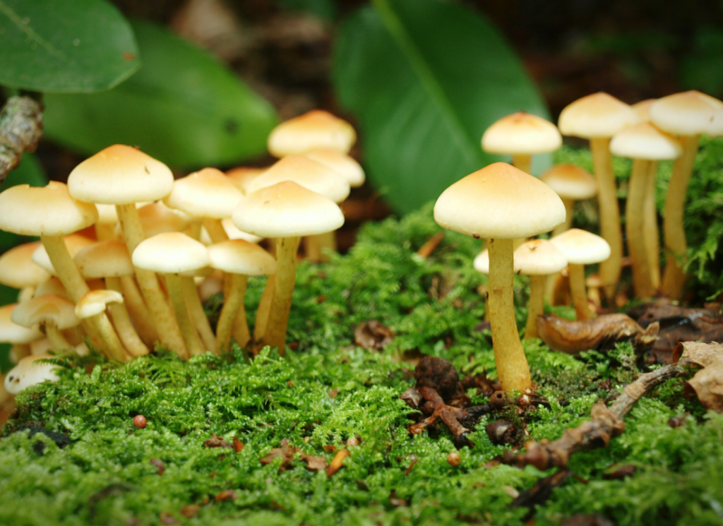 The Role of Fungi in Ecosystem Health and Regeneration - The Happy ...