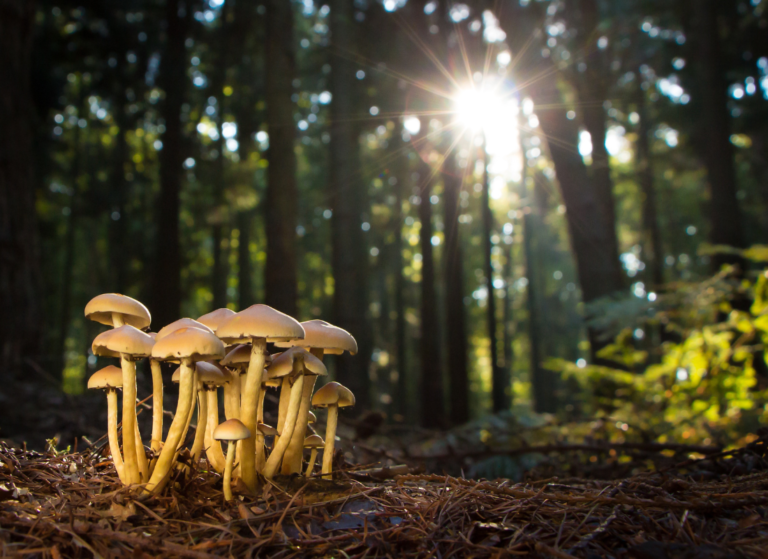 The Role of Fungi in Ecosystem Health and Regeneration - The Happy ...