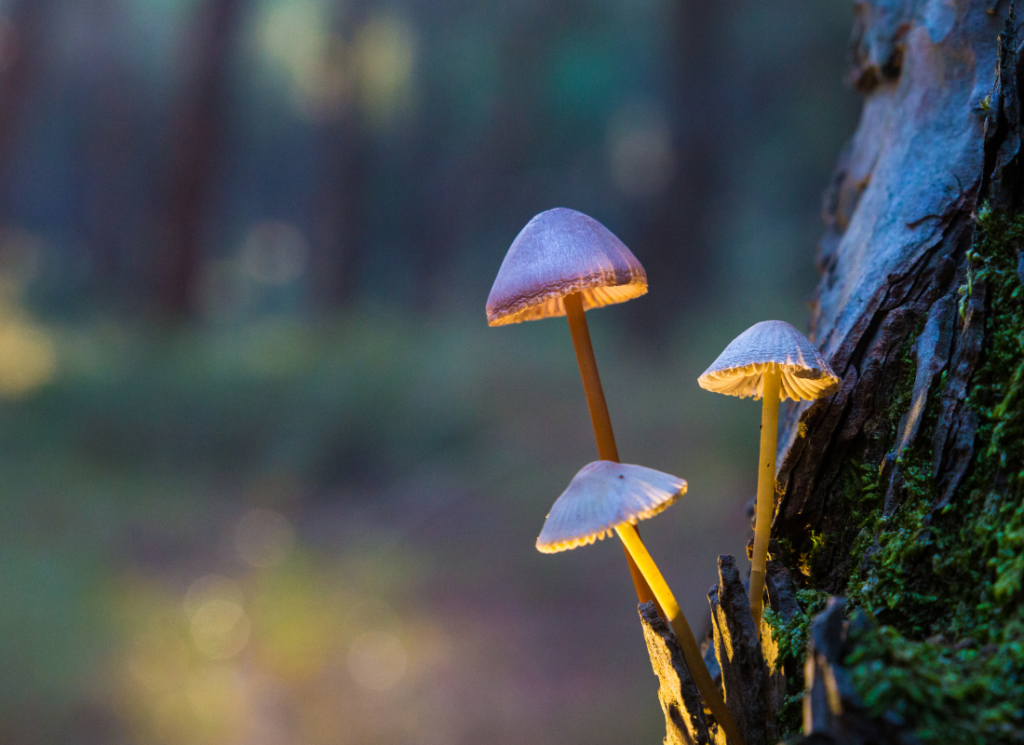 The Role of Fungi in Ecosystem Health and Regeneration - The Happy ...