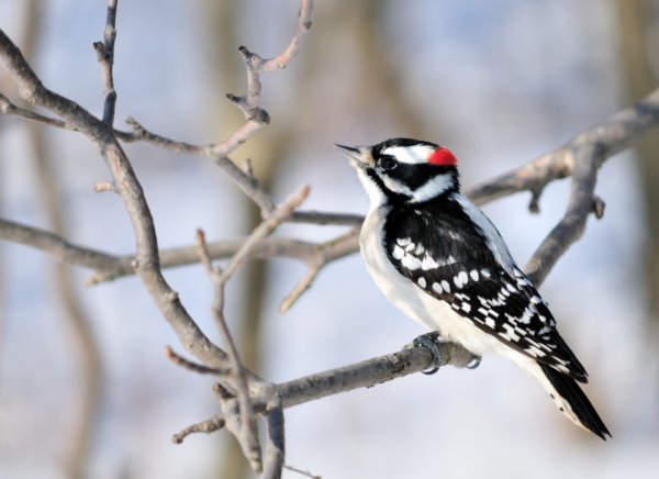 Rewilding: Restoring Ecosystems Through Species Reintroduction - The ...