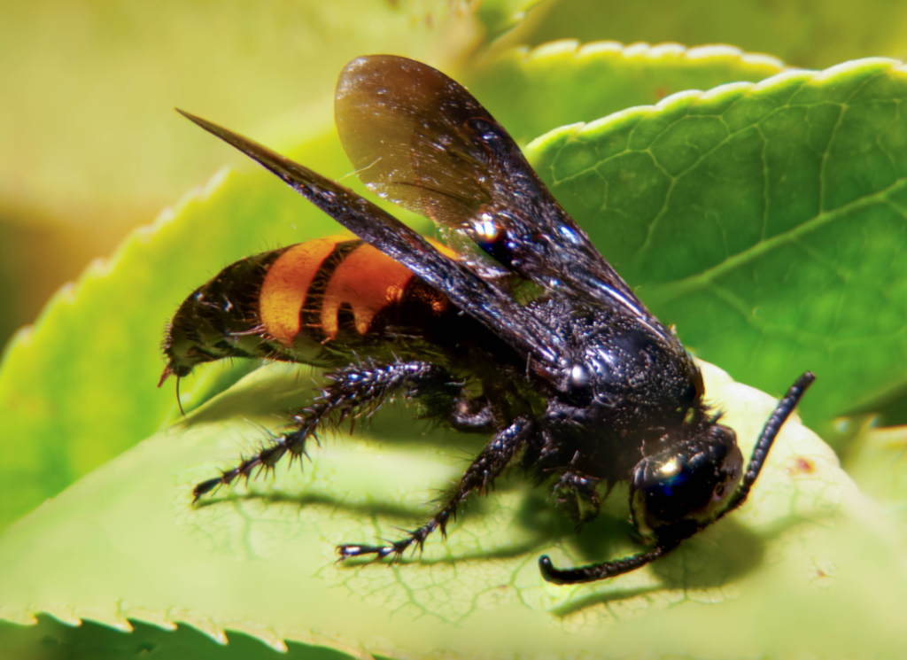Invasive Species: A Growing Threat to Global Ecosystems - The Happy ...