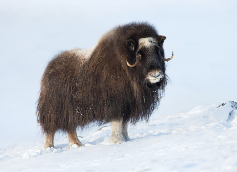 Rewilding: Restoring Ecosystems Through Species Reintroduction - The ...