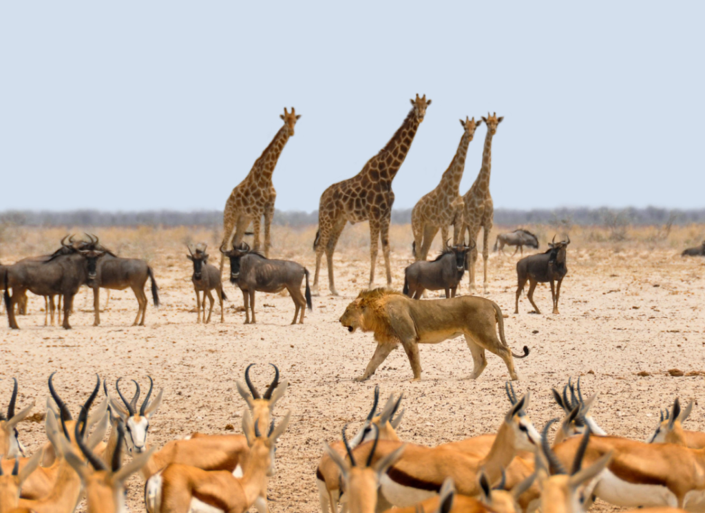 Rewilding: Restoring Ecosystems Through Species Reintroduction - The ...