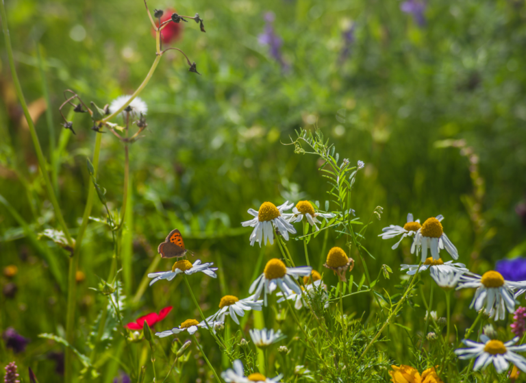 Urban Green Spaces: Why Cities Need More Parks and Tree - The Happy ...