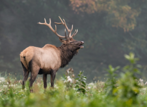 Rewilding: Restoring Ecosystems Through Species Reintroduction - The ...