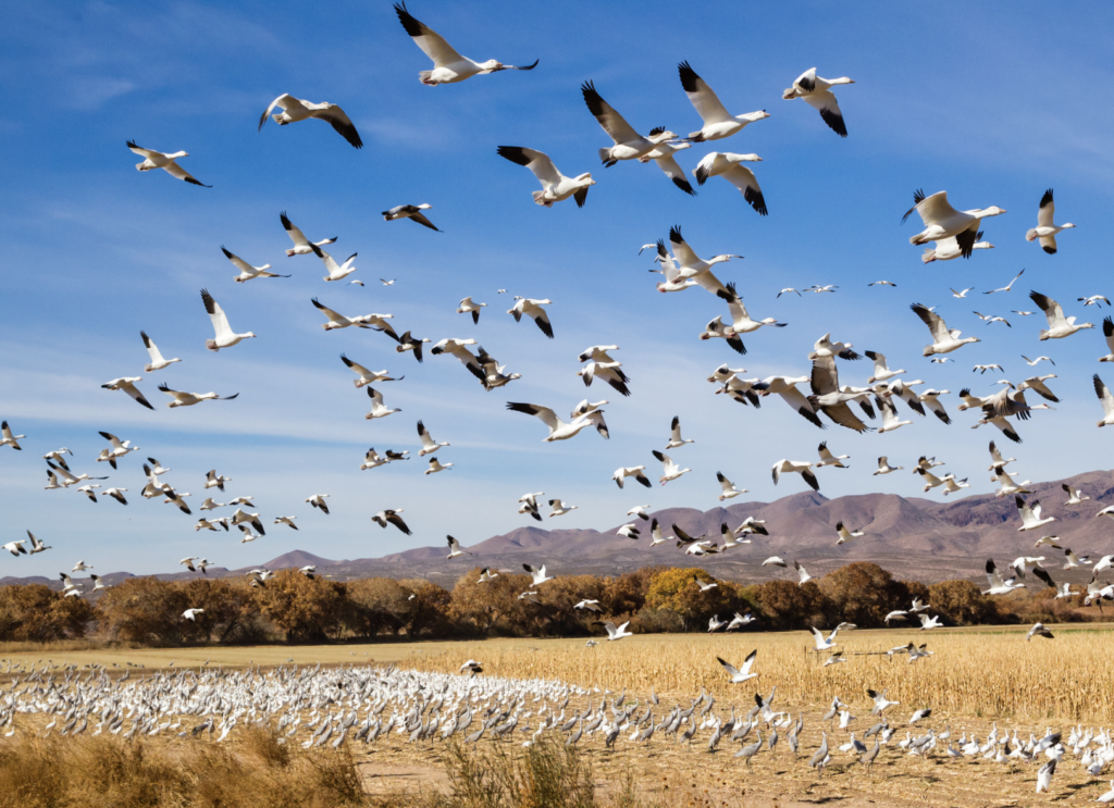 The Fascinating Journey of Migration: From One Place to Another - The ...