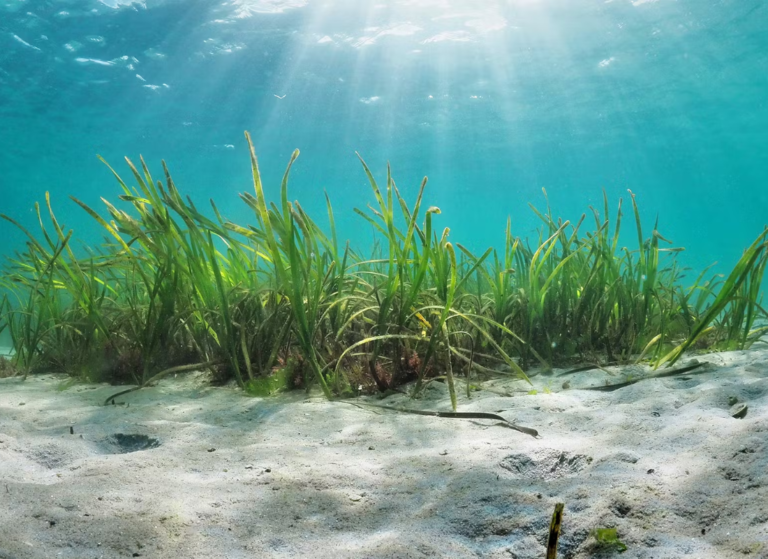 Invasive Marine Plant Species - The Happy Turtle Straw