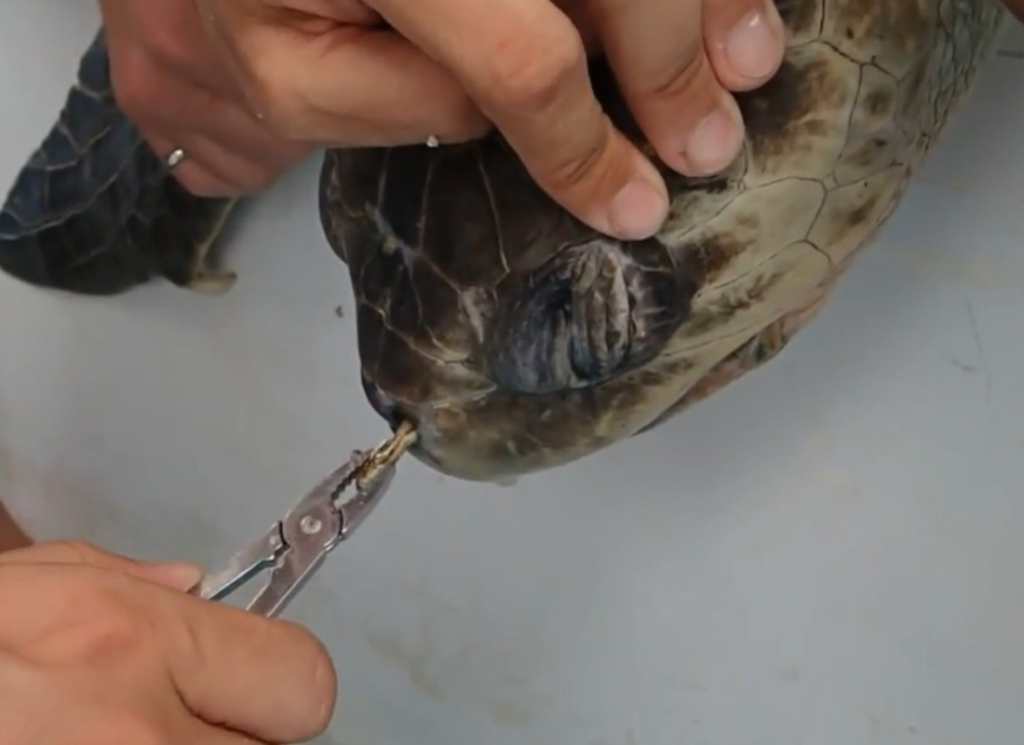 Turtle Rescue Stories - The Happy Turtle Straw